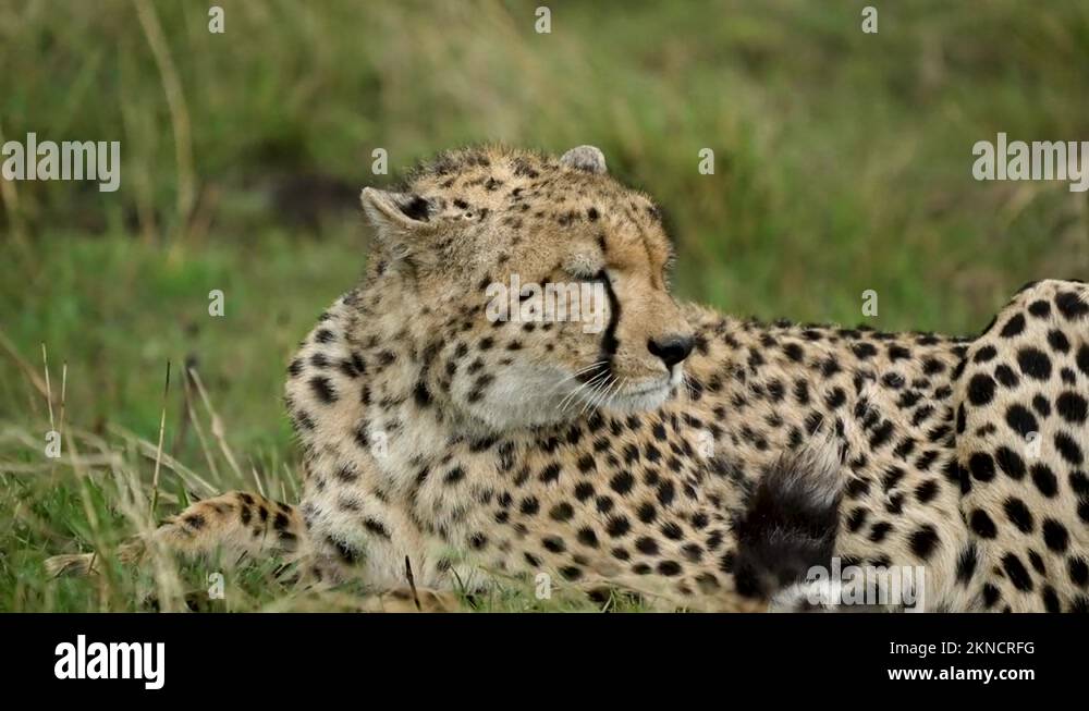Cheetah grassland Stock Videos & Footage - HD and 4K Video Clips - Alamy