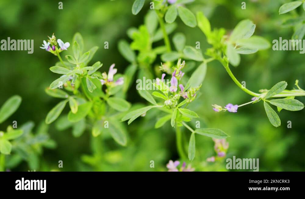 Lucerne. Purple flowers, stems and leaves of valuable forage crops of ...