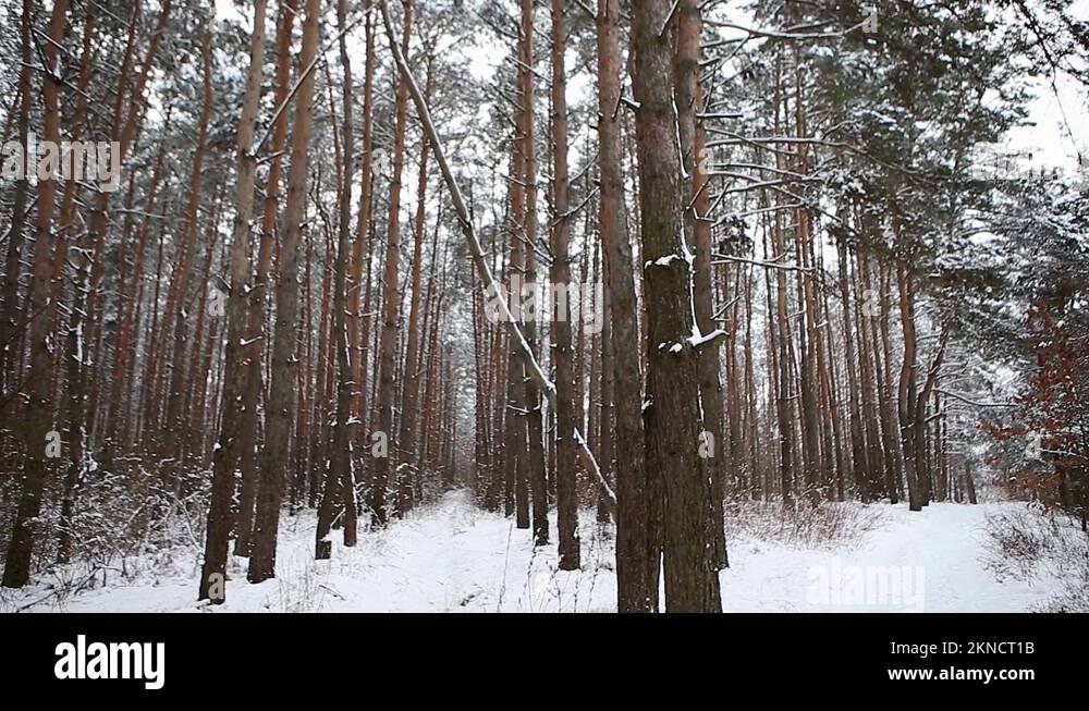 Scotch fir Stock Videos & Footage - HD and 4K Video Clips - Alamy