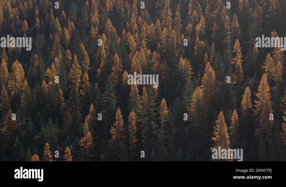 Golden larch Stock Videos & Footage - HD and 4K Video Clips - Alamy