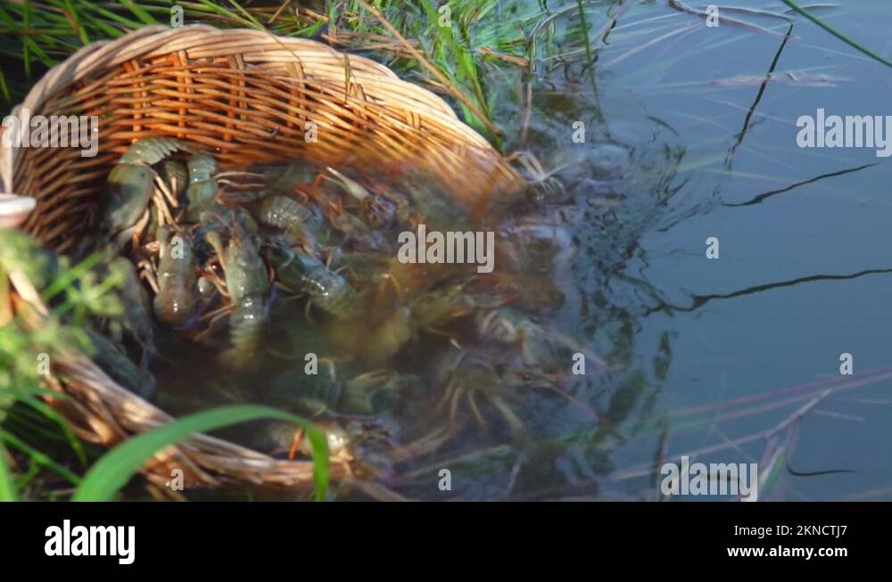 Crayfish basket Stock Videos & Footage - HD and 4K Video Clips - Alamy