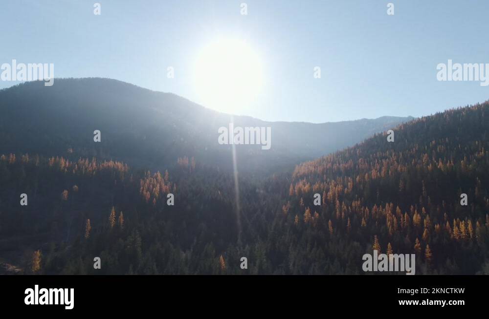 Dolly tracking Aerial of golden Larch forest reveal and tilt from sun ...