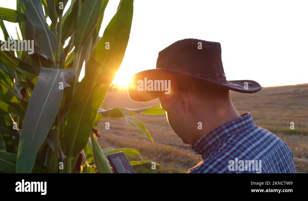 Pests check leaf Stock Videos & Footage - HD and 4K Video Clips - Alamy