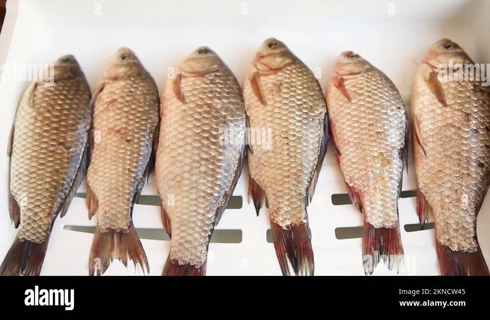 Cooking fresh fish. Live crucian carp on the kitchen board is moving ...