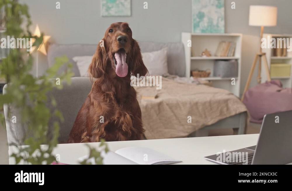 Setter dog Stock Videos & Footage - HD and 4K Video Clips - Alamy