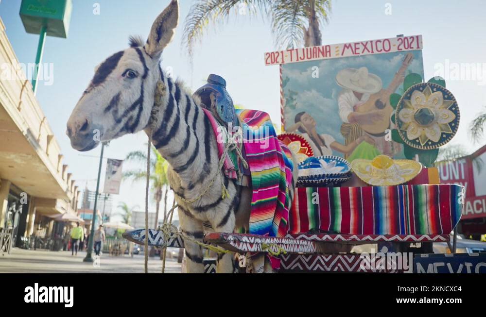 Zebra mascot Stock Videos & Footage - HD and 4K Video Clips - Alamy