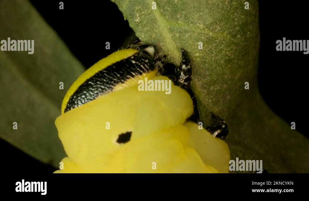 Larva (caterpillar) of butterfly Death's Head Hawkmoth eats a leaf ...