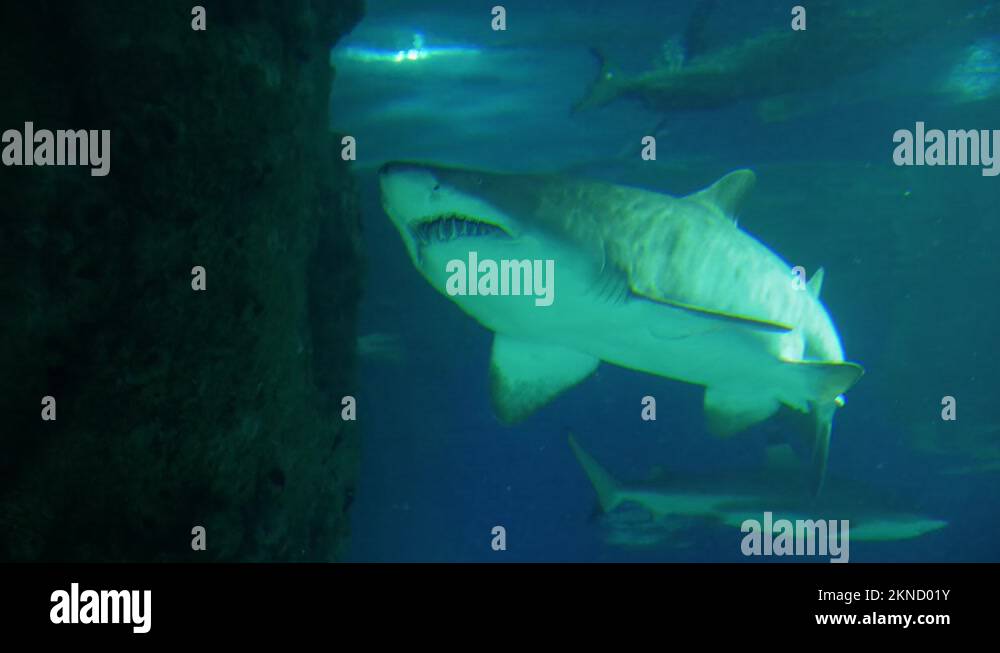 Tiger swims underwater Stock Videos & Footage - HD and 4K Video Clips ...