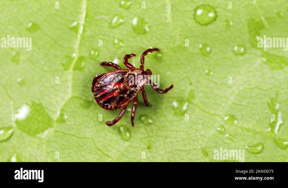 Hard tick crawling on a green leaf or blade of grass. Tick causing lyme ...