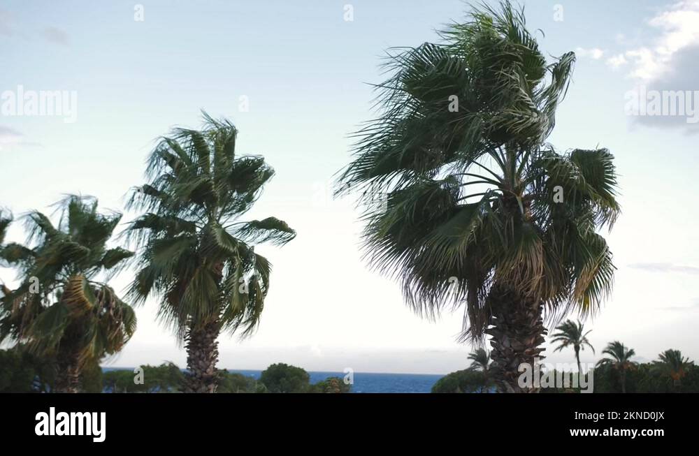 Palm trees against blue sky. Palm tree bends from strong wind. Wind ...