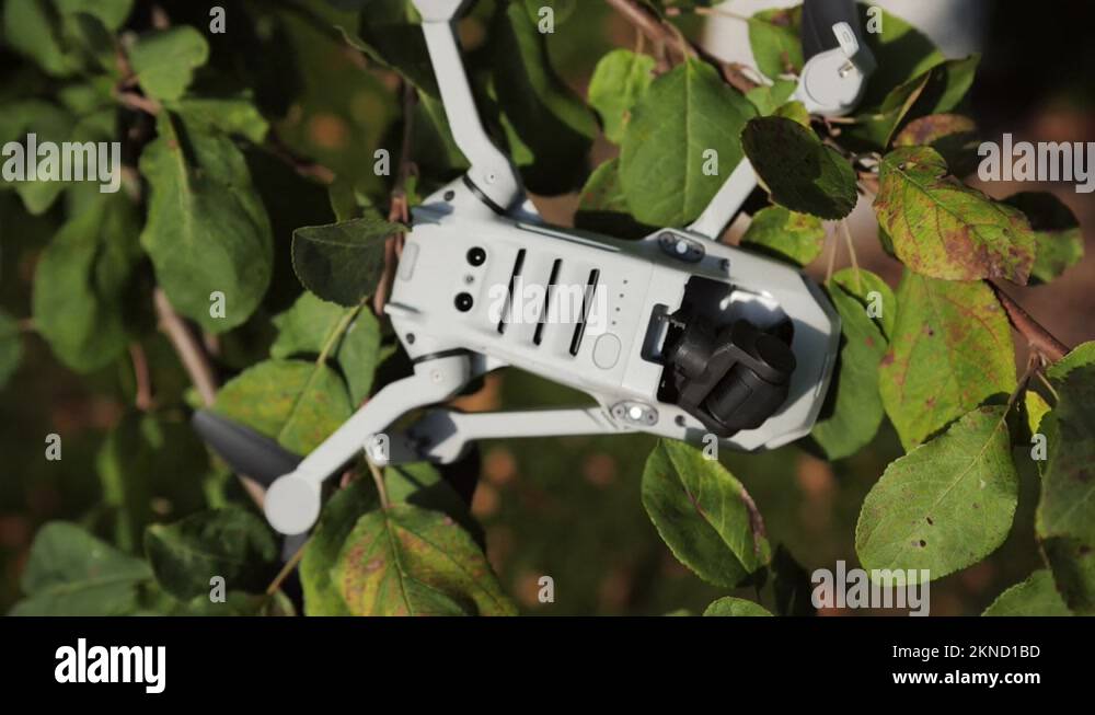 Close up modern drone hung on a tree branch. Collision drone with a ...