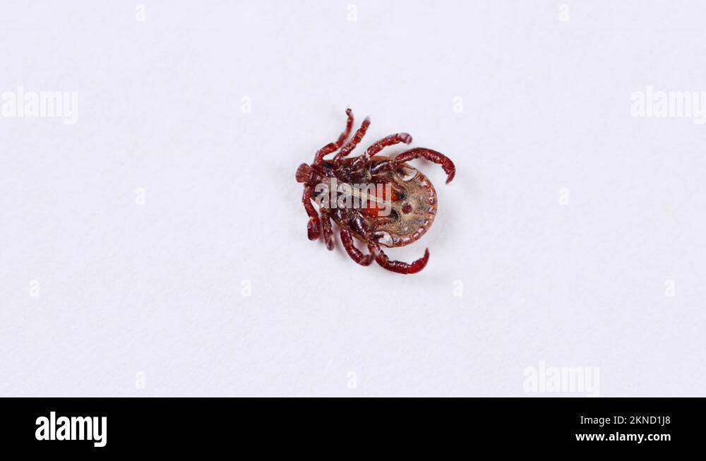 Adult tick crawling on white background. Tick causing lyme desease and ...