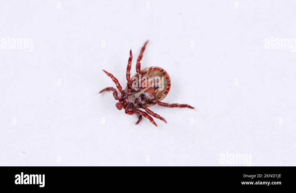 Adult tick crawling on white background. Tick causing lyme desease and ...