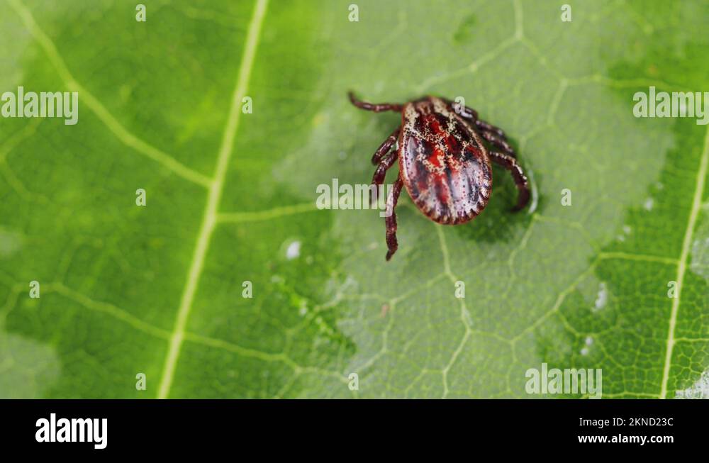 Ixodes ricinus. Dangerous encephalitis parasite tick in the wild Stock ...