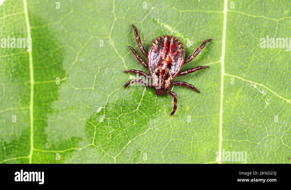 Ixodes ricinus. Dangerous encephalitis parasite tick in the wild Stock ...