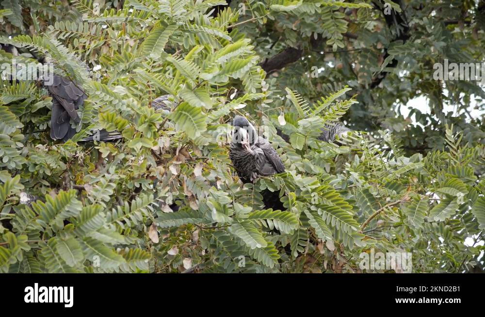 Endemic australia Stock Videos & Footage - HD and 4K Video Clips - Alamy