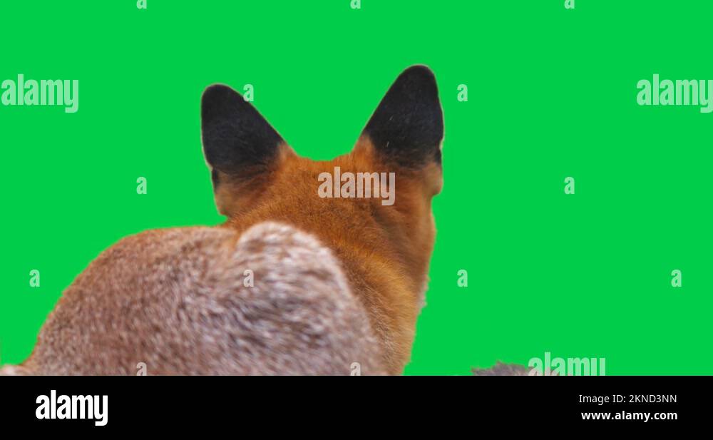 Red fox ears Stock Videos & Footage - HD and 4K Video Clips - Alamy