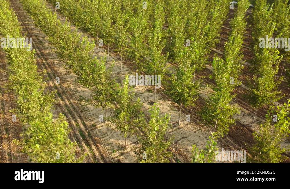 Forest plant cultivation Stock Videos & Footage - HD and 4K Video Clips ...