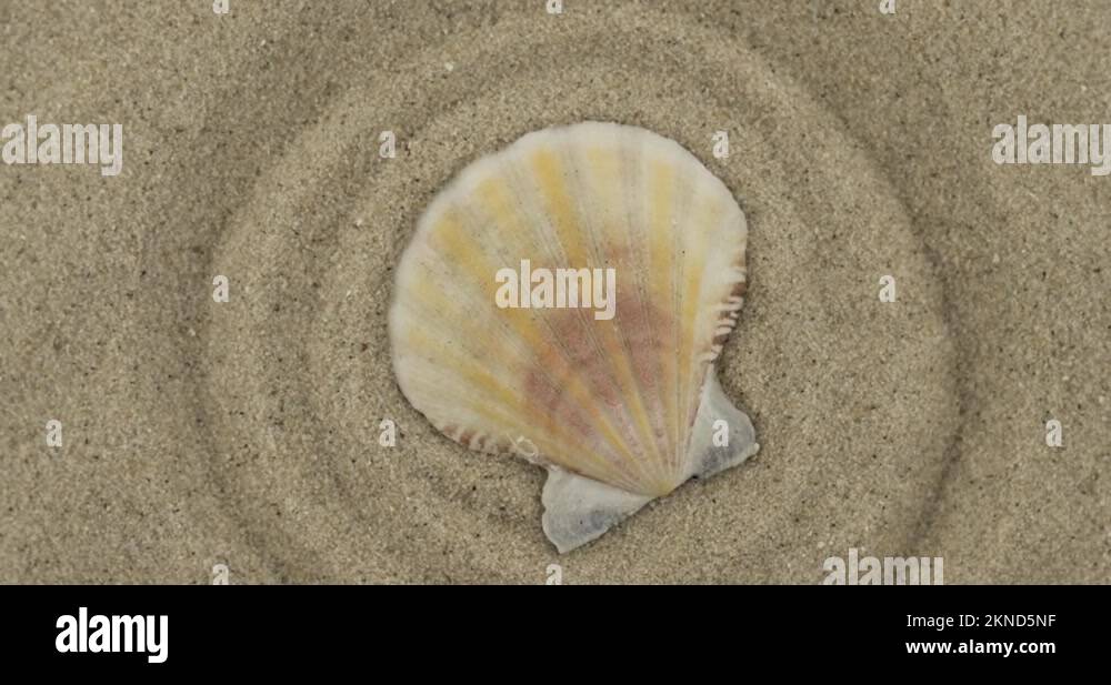 Seashell circle Stock Videos & Footage - HD and 4K Video Clips - Alamy