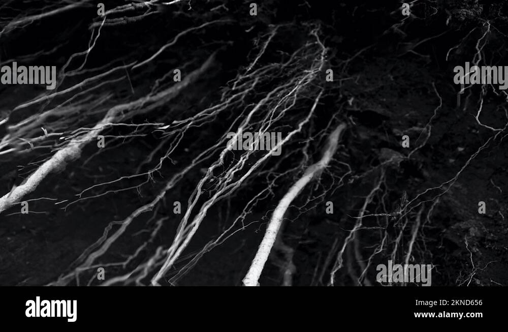 Tree roots black and white Stock Videos & Footage - HD and 4K Video ...