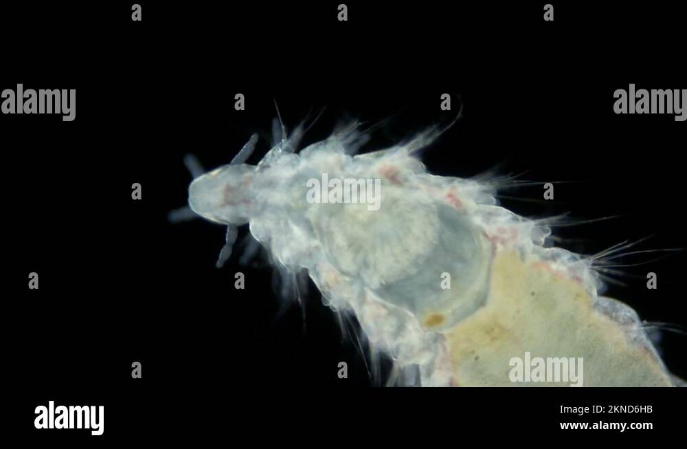 Amphinomidae Stock Videos & Footage - HD and 4K Video Clips - Alamy