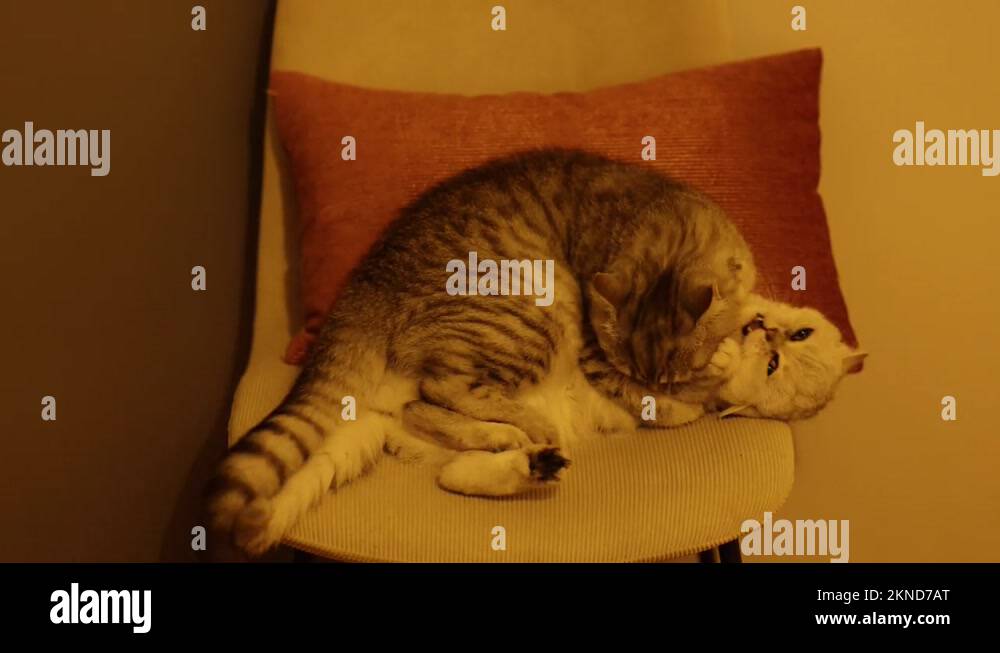Intelligent cats Stock Videos & Footage - HD and 4K Video Clips - Alamy Intelligent cats Stock Videos & Footage - HD and 4K Video Clips - Alamy