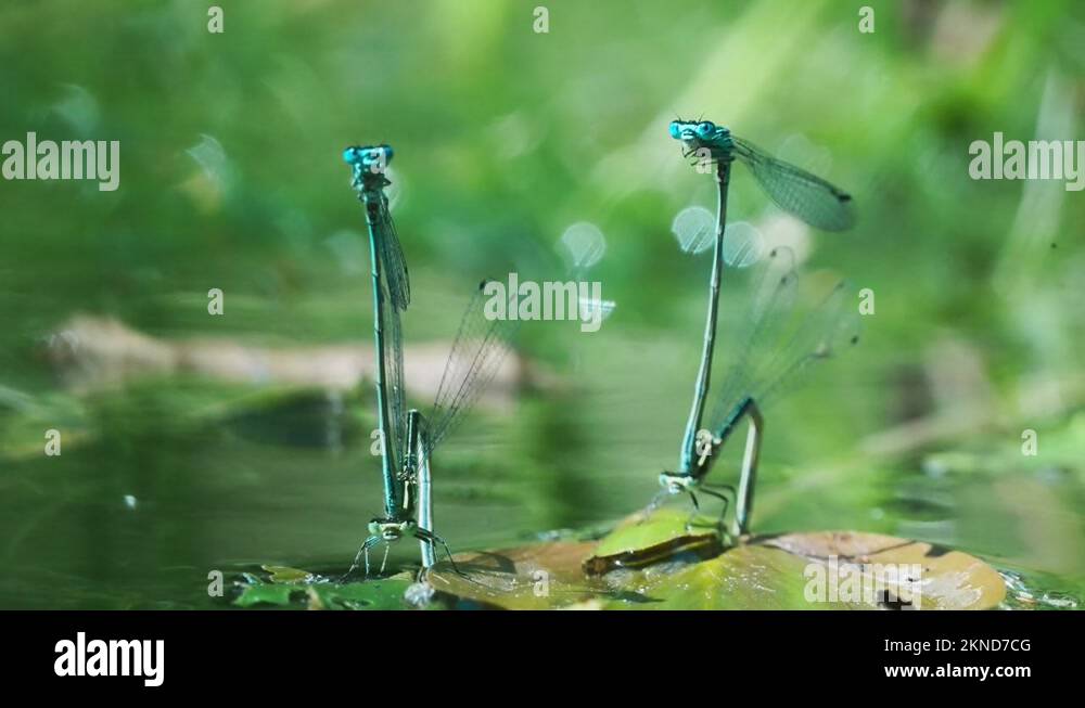 Two pairs of blue dragonflies mating on flat leaf in shallow water, Texel Stock Video Footage ...