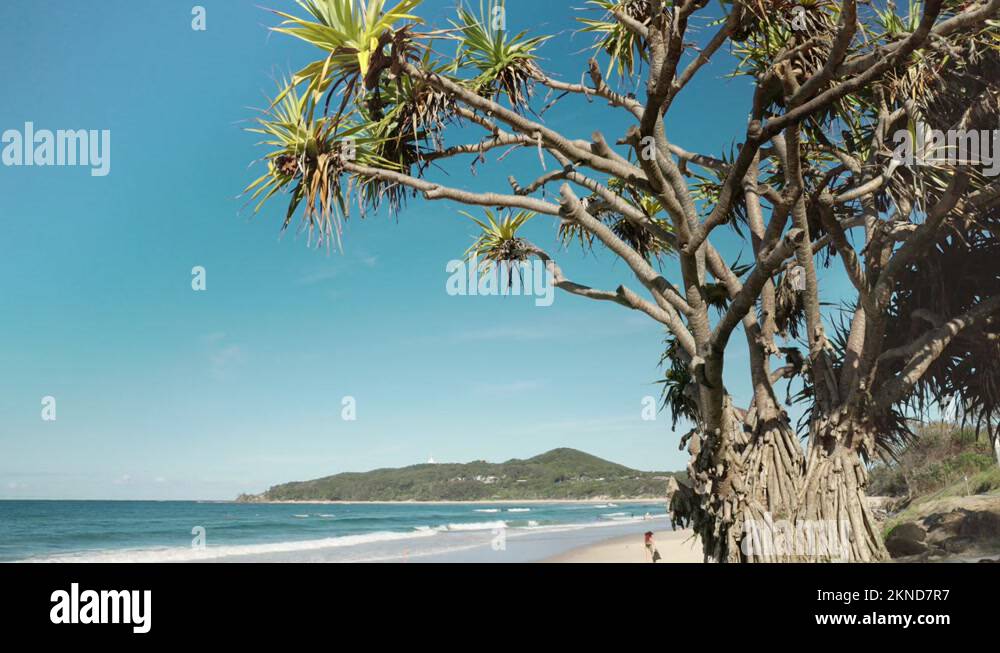 Pandanus tree at beach Stock Videos & Footage - HD and 4K Video Clips ...
