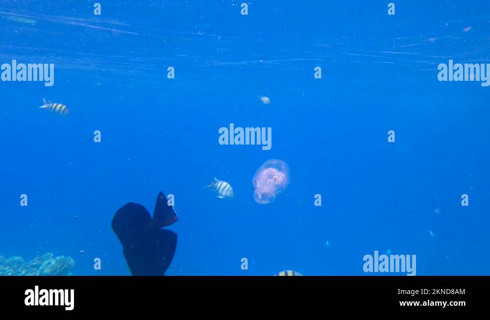 Jellyfish life Stock Videos & Footage - HD and 4K Video Clips - Alamy