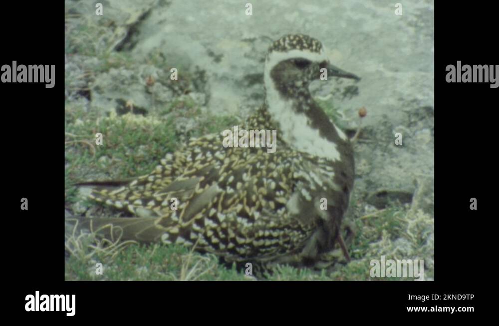 1970s: Golden Plover sits on baby chicks in nest. Jaegers fly through ...