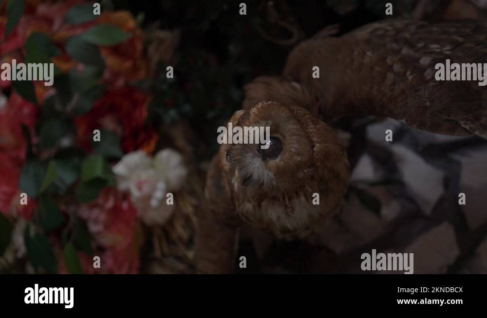 Hunter owl Stock Videos & Footage - HD and 4K Video Clips - Alamy