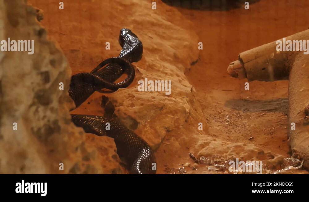 Resting snake Stock Videos & Footage - HD and 4K Video Clips - Alamy