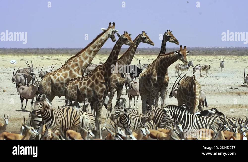 Orix namibia Stock Videos & Footage - HD and 4K Video Clips - Alamy