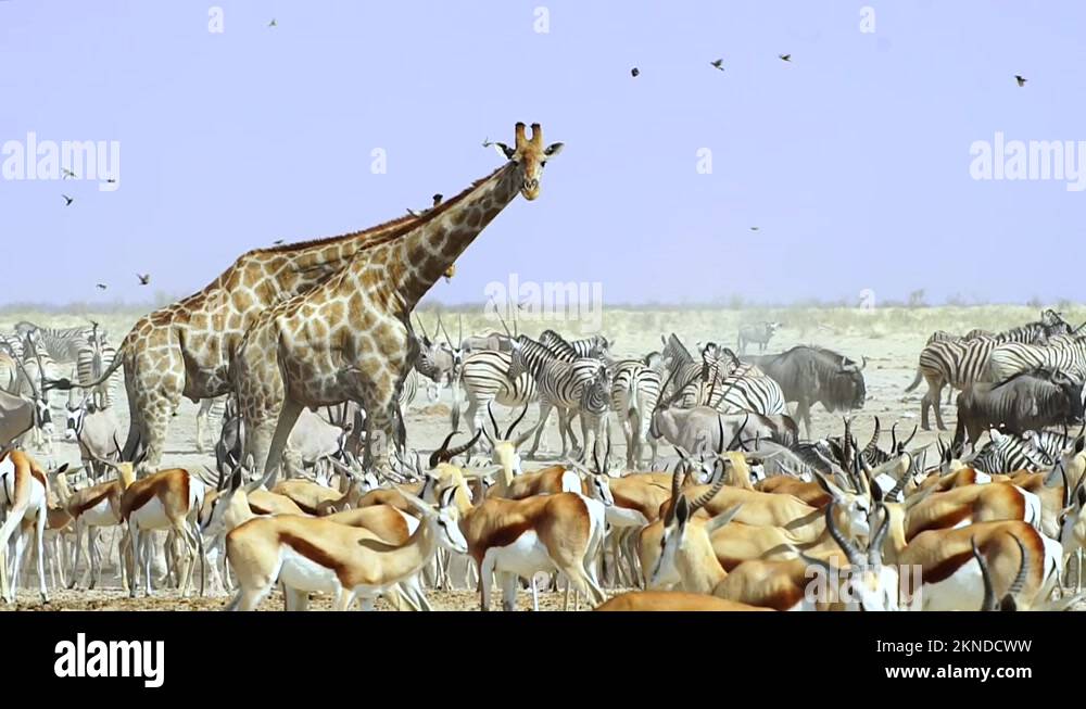 Group of wild animals Stock Videos & Footage - HD and 4K Video Clips ...