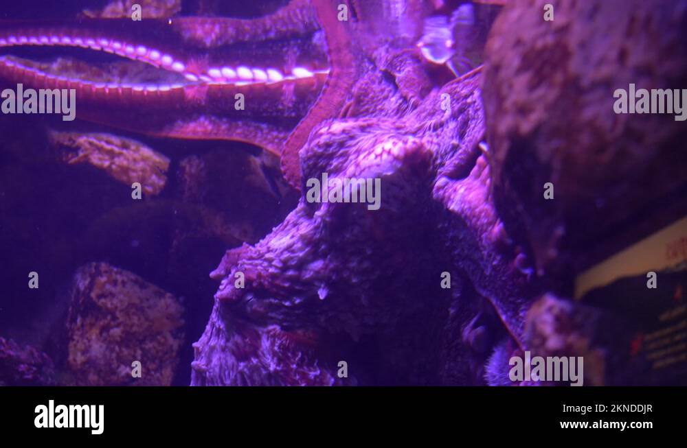 Octopus in tank Stock Videos & Footage - HD and 4K Video Clips - Alamy