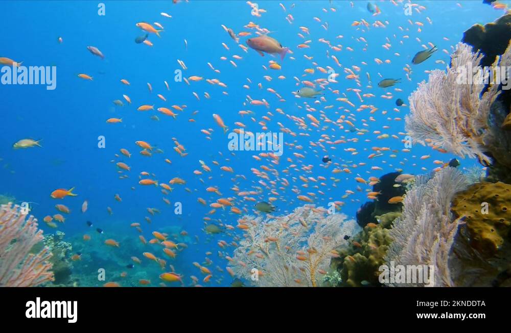 Fish swimming against the current Stock Videos & Footage - HD and 4K ...