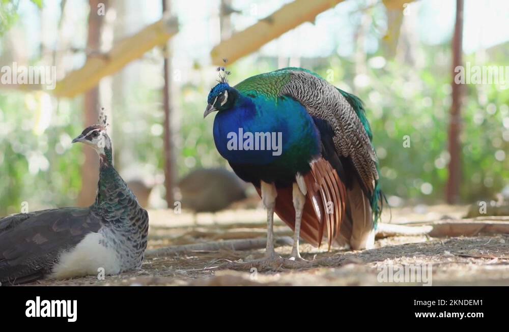 Vibrant male peacock stands Stock Videos & Footage - HD and 4K Video Clips - Alamy