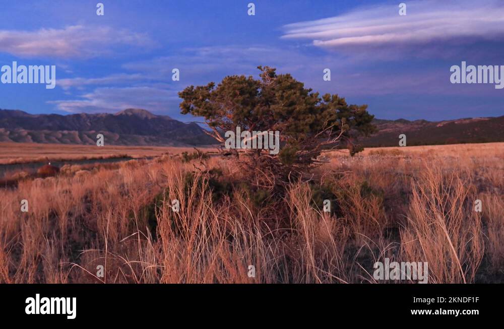 Dolly tree Stock Videos & Footage - HD and 4K Video Clips - Alamy