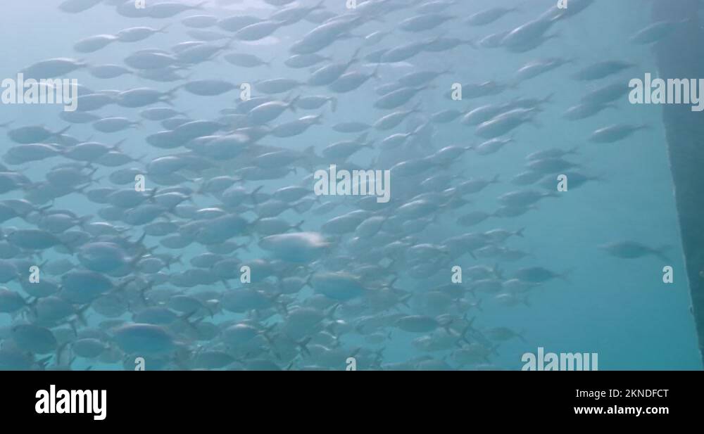 Photographer fish Stock Videos & Footage - HD and 4K Video Clips - Alamy