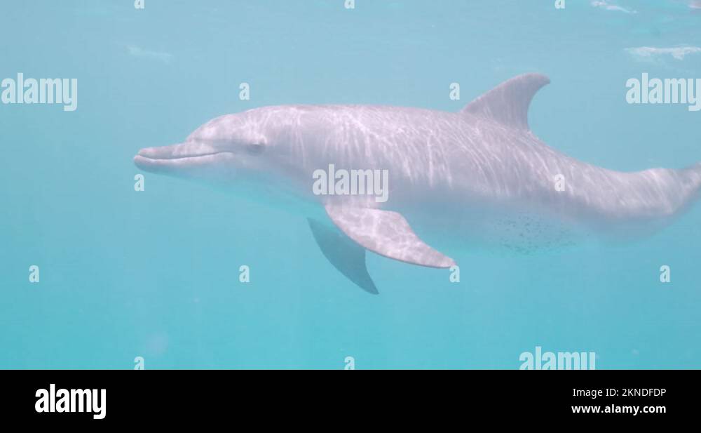 Dolphin looking at camera ocean Stock Videos & Footage - HD and 4K ...