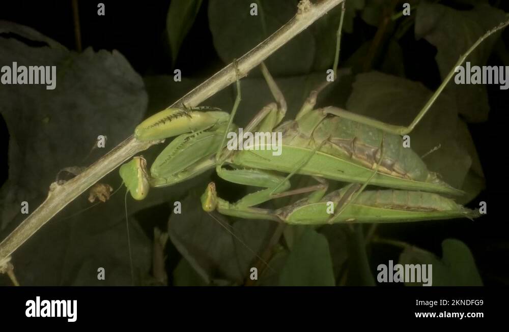 Praying mantis mating Stock Videos & Footage - HD and 4K Video Clips ...