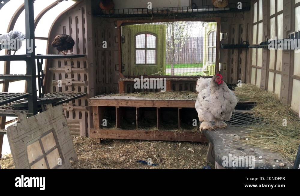 White And Black Speckled Fancy Chicken With Fluffy Feet Forages Inside