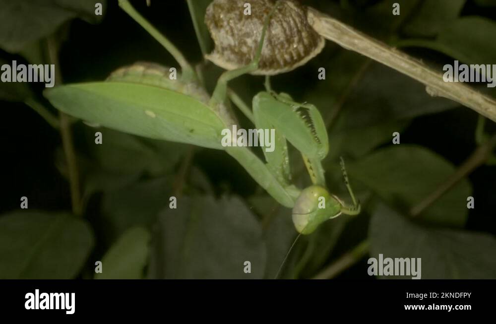 Praying mantis eggs Stock Videos & Footage - HD and 4K Video Clips - Alamy