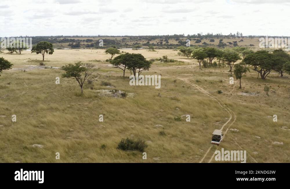 Safari in zimbabwe Stock Videos & Footage - HD and 4K Video Clips - Alamy