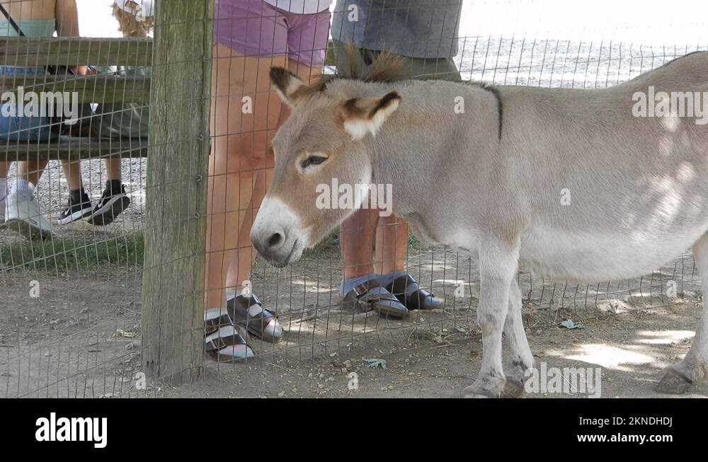 Zoo donkey Stock Videos & Footage - HD and 4K Video Clips - Alamy