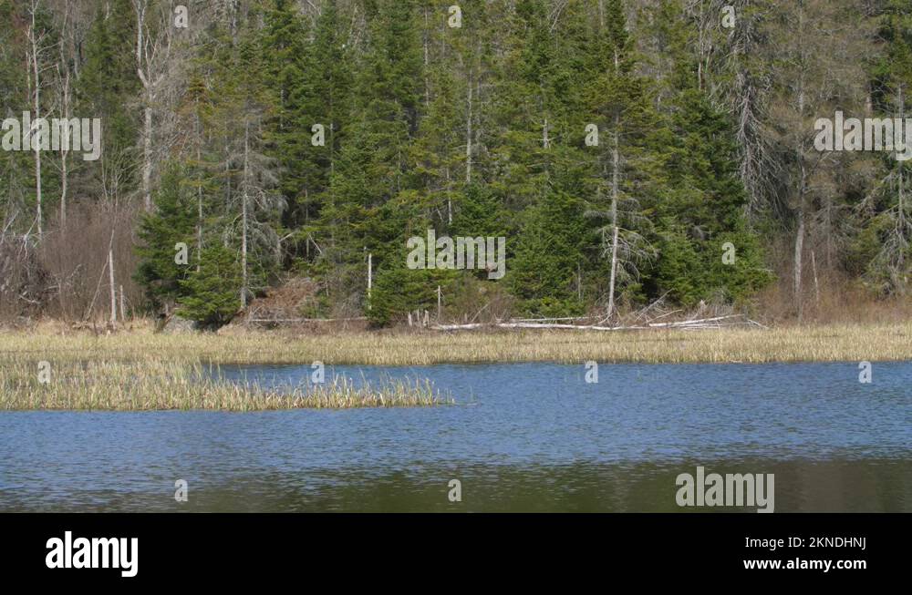 Northern ontario habitat Stock Videos & Footage - HD and 4K Video Clips ...