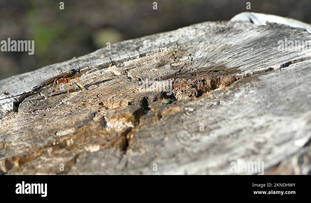 Hymenoptera family tree Stock Videos & Footage - HD and 4K Video Clips ...