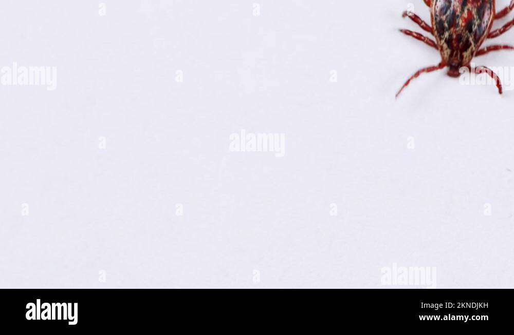 Adult tick Stock Videos & Footage - HD and 4K Video Clips - Alamy