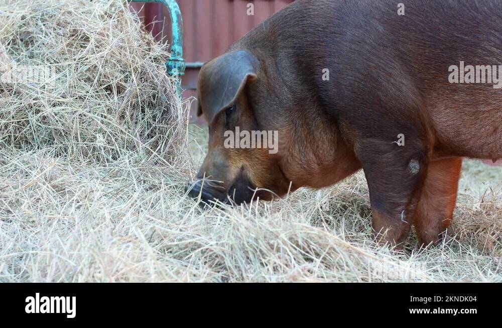 Pig on a farm Stock Videos & Footage - HD and 4K Video Clips - Alamy