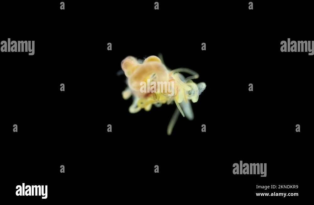 Worm Polychaeta under a microscope. Family Cirratulidae Stock Video ...